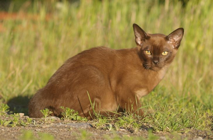 Burma katt