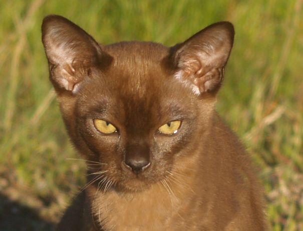 Burma katt